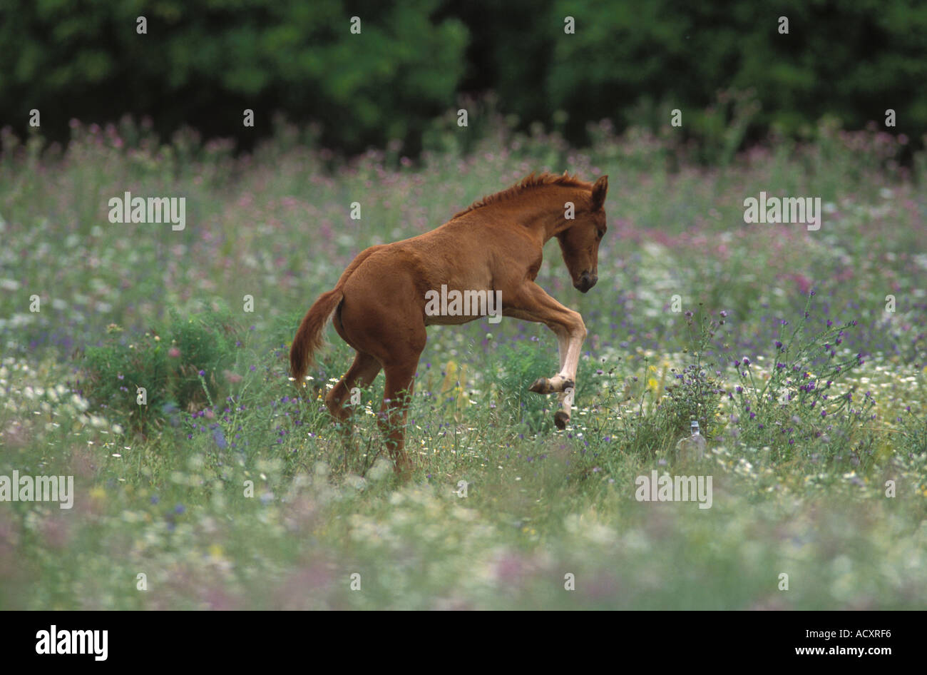 Foal rearing hi-res stock photography and images - Alamy