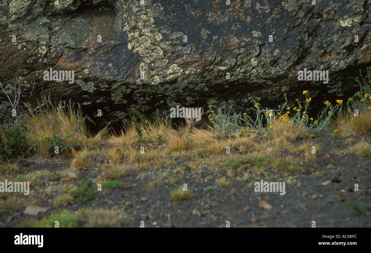 Fox cub in entrance to den under large boulder Stock Photo - Alamy