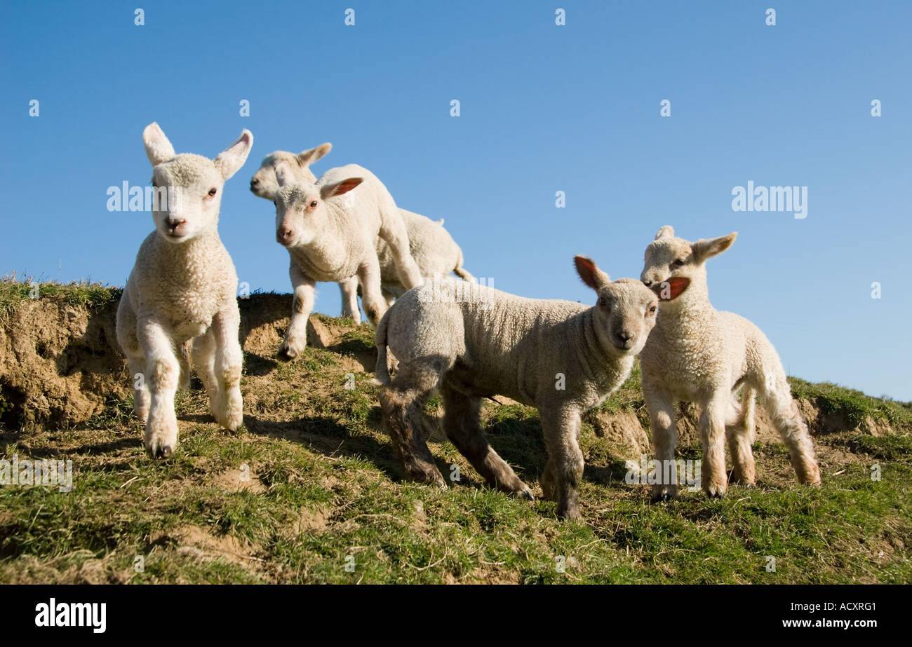 Frolicking Lambs High Resolution Stock Photography and Images - Alamy