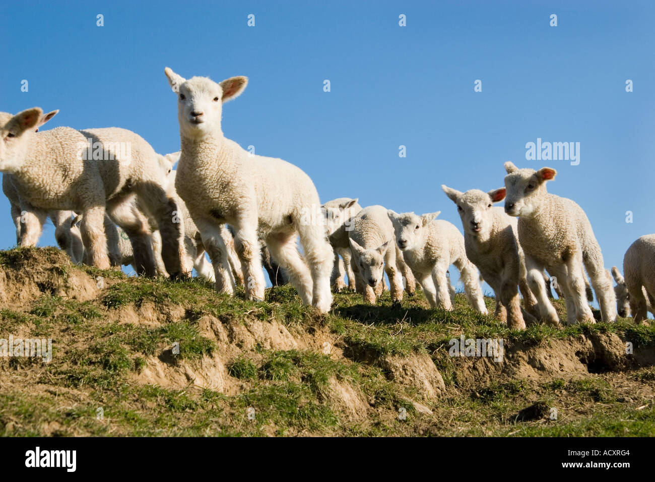 Frolicking lambs hi-res stock photography and images - Alamy