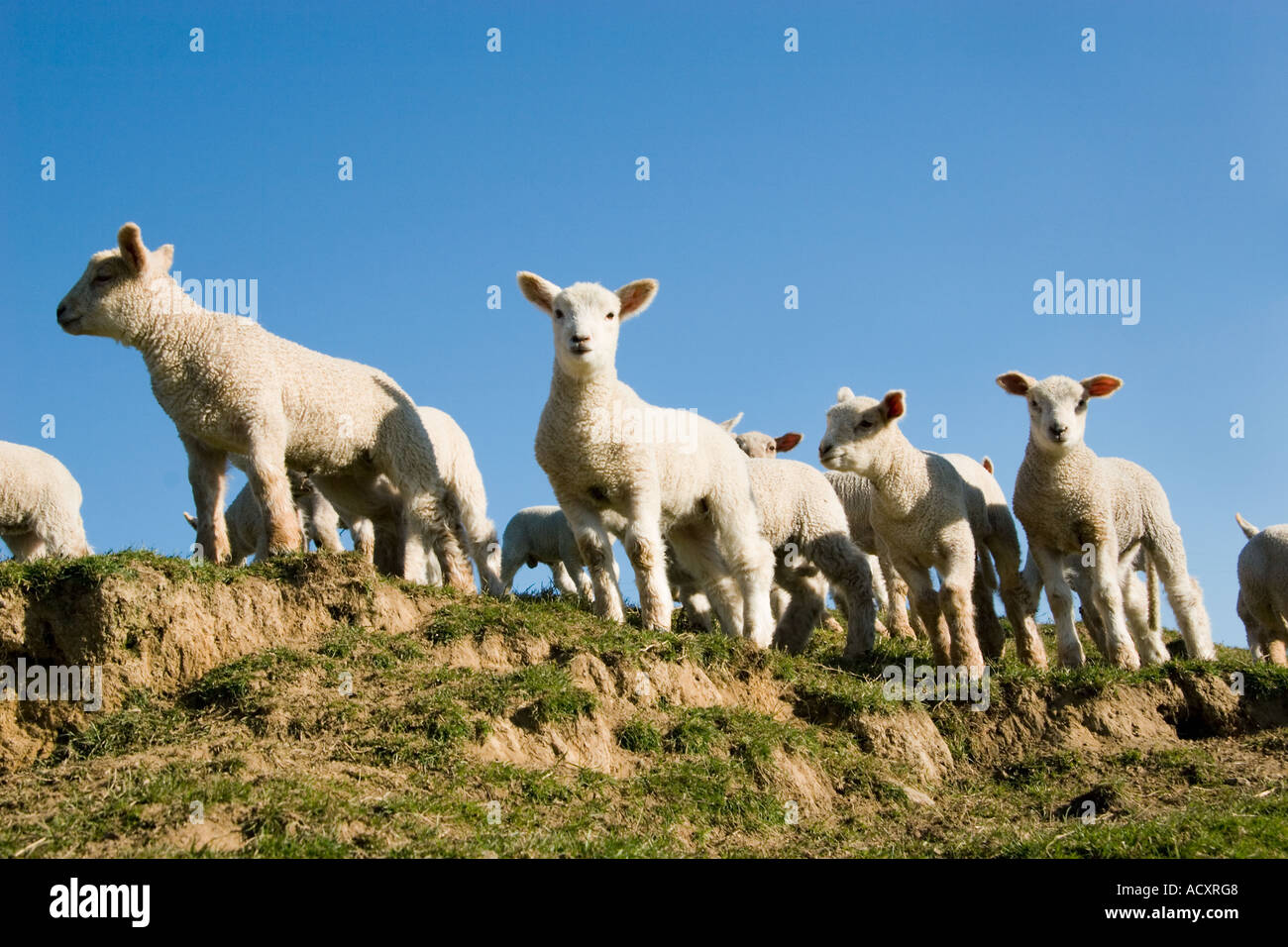 Spring lambs frollicking Kent UK Stock Photo - Alamy