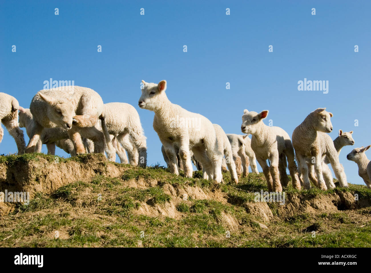 Spring lambs frollicking Kent UK Stock Photo - Alamy