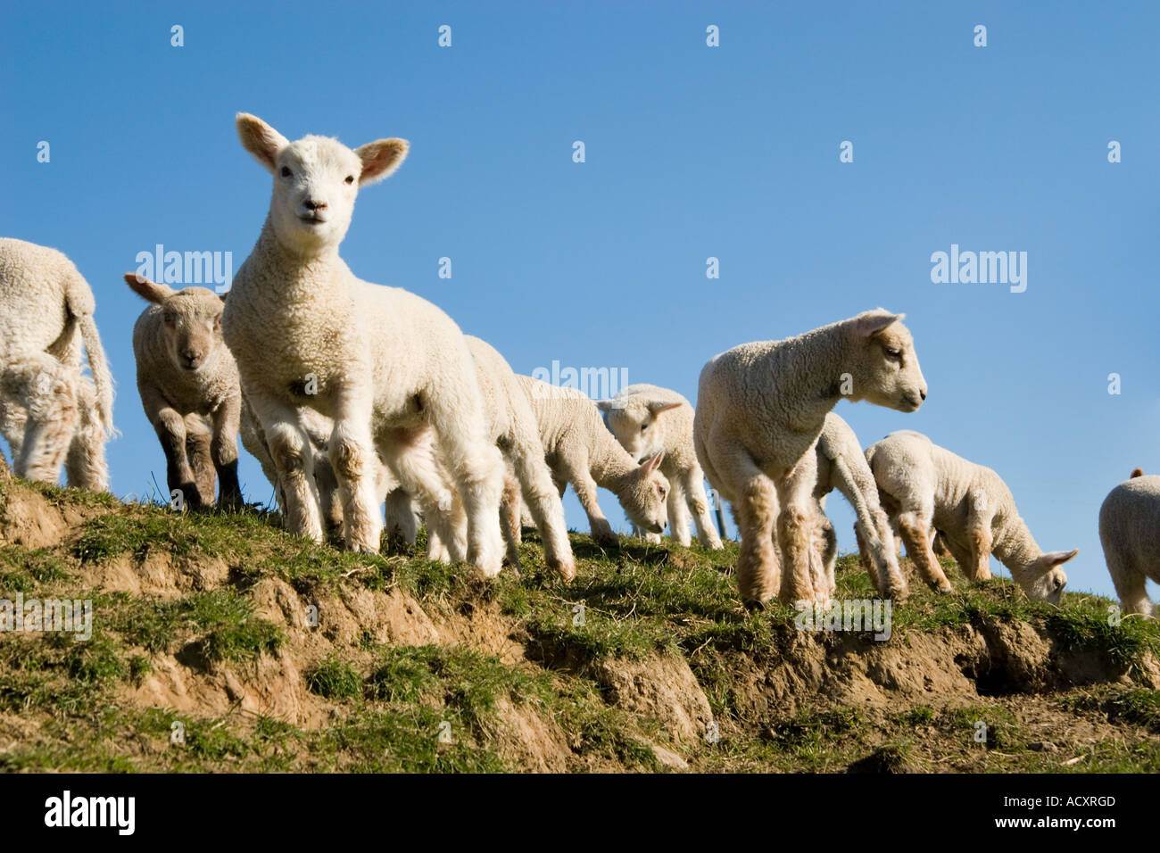 Frolicking lambs hi-res stock photography and images - Alamy