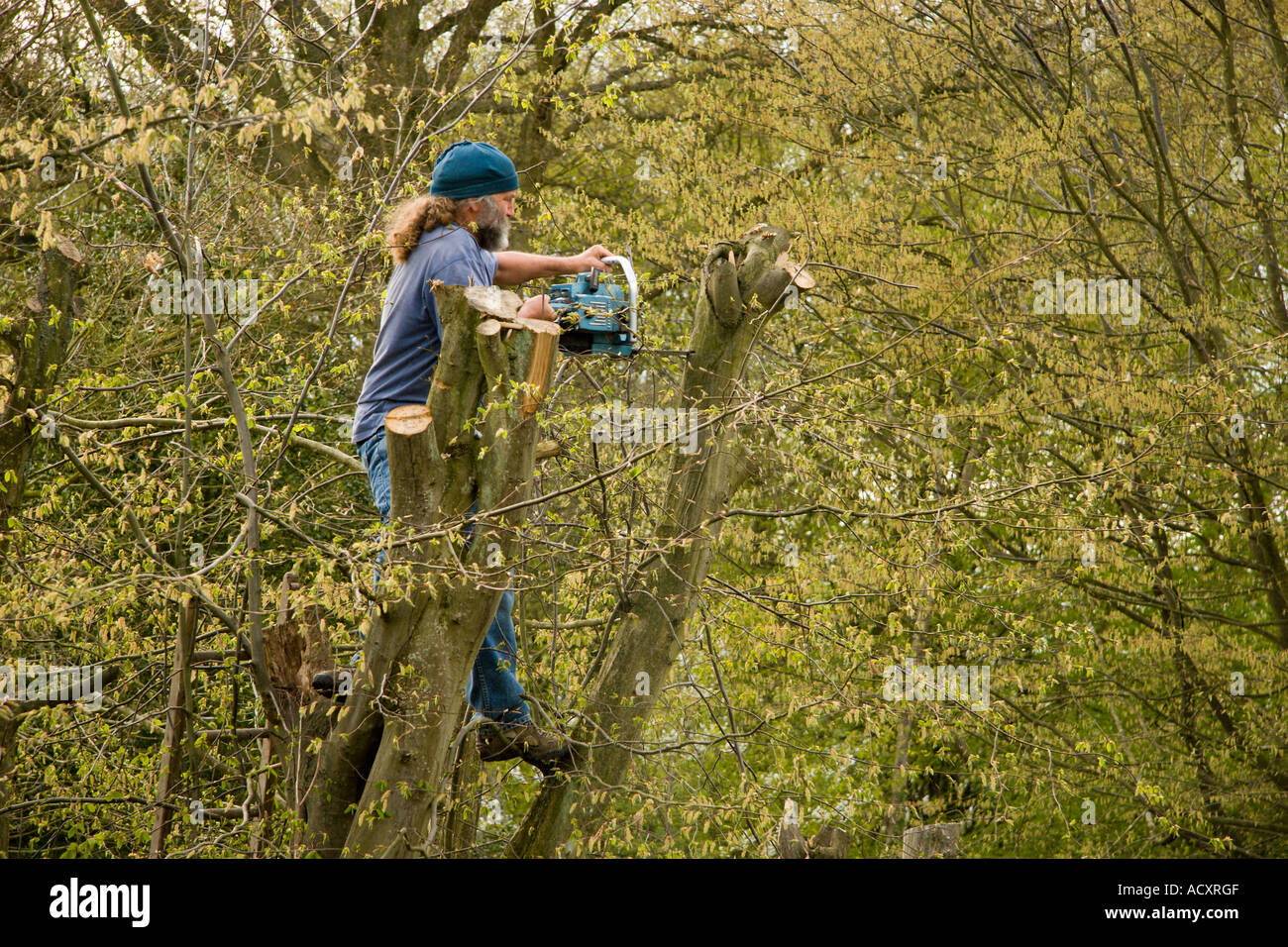 Late Tree Cutting Spring Budding Stock Photo Alamy late-tree-cutting-spring-budding-stock-photo-alamy