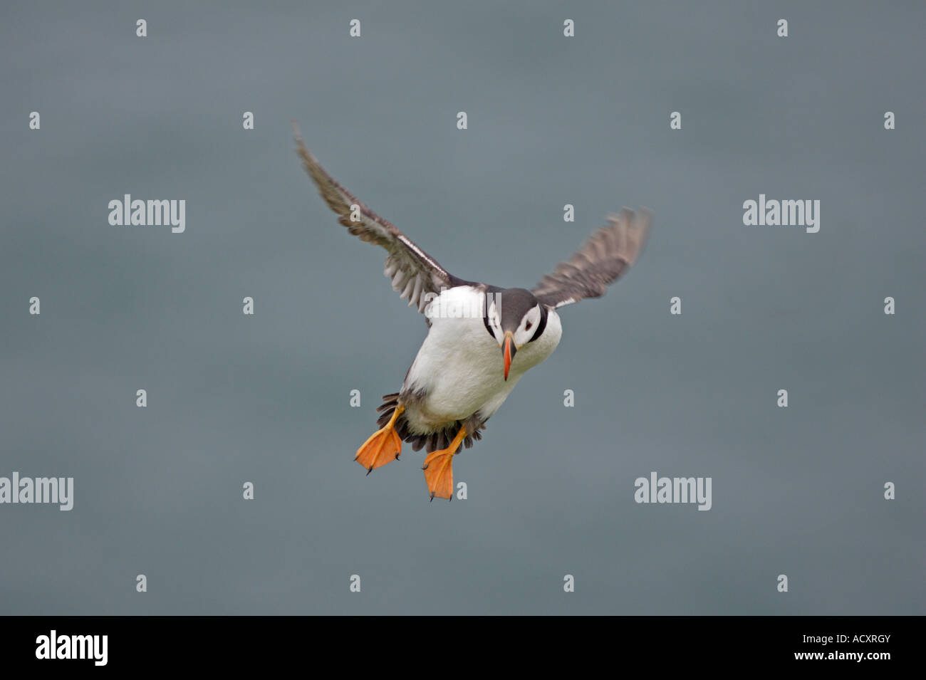 Puffin in flight Stock Photo - Alamy