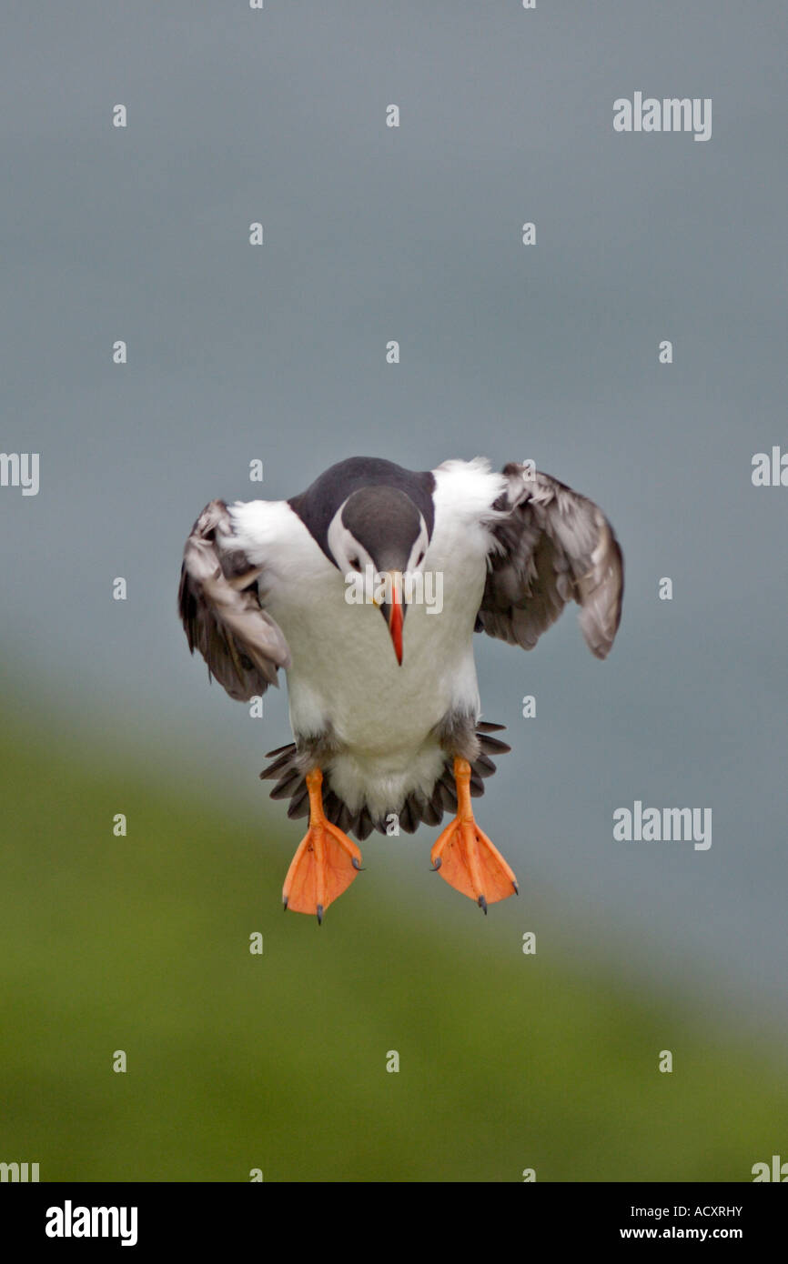 Puffin landing hi-res stock photography and images - Alamy