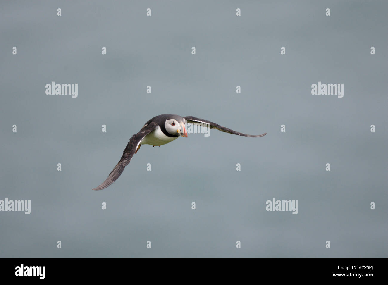 Puffin in flight Stock Photo - Alamy