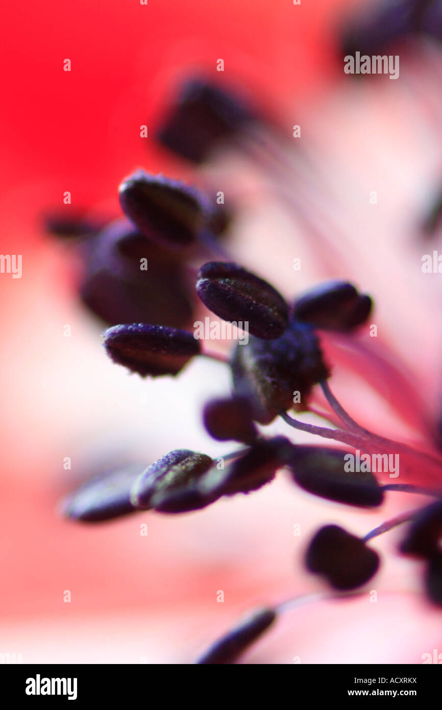 Close up of the stamens of Anemone pavonina windflower Stock Photo - Alamy