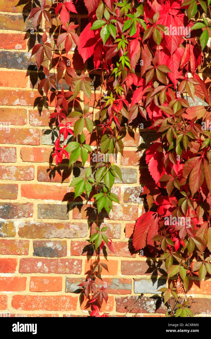 The leaves of Virginia creeper change colour as autumn approaches Stock ...