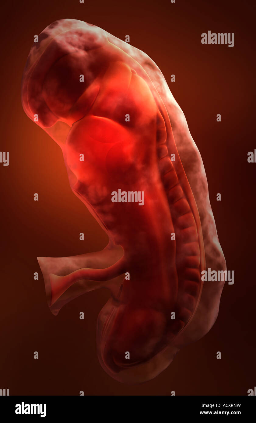 Human embryo development hi-res stock photography and images - Alamy