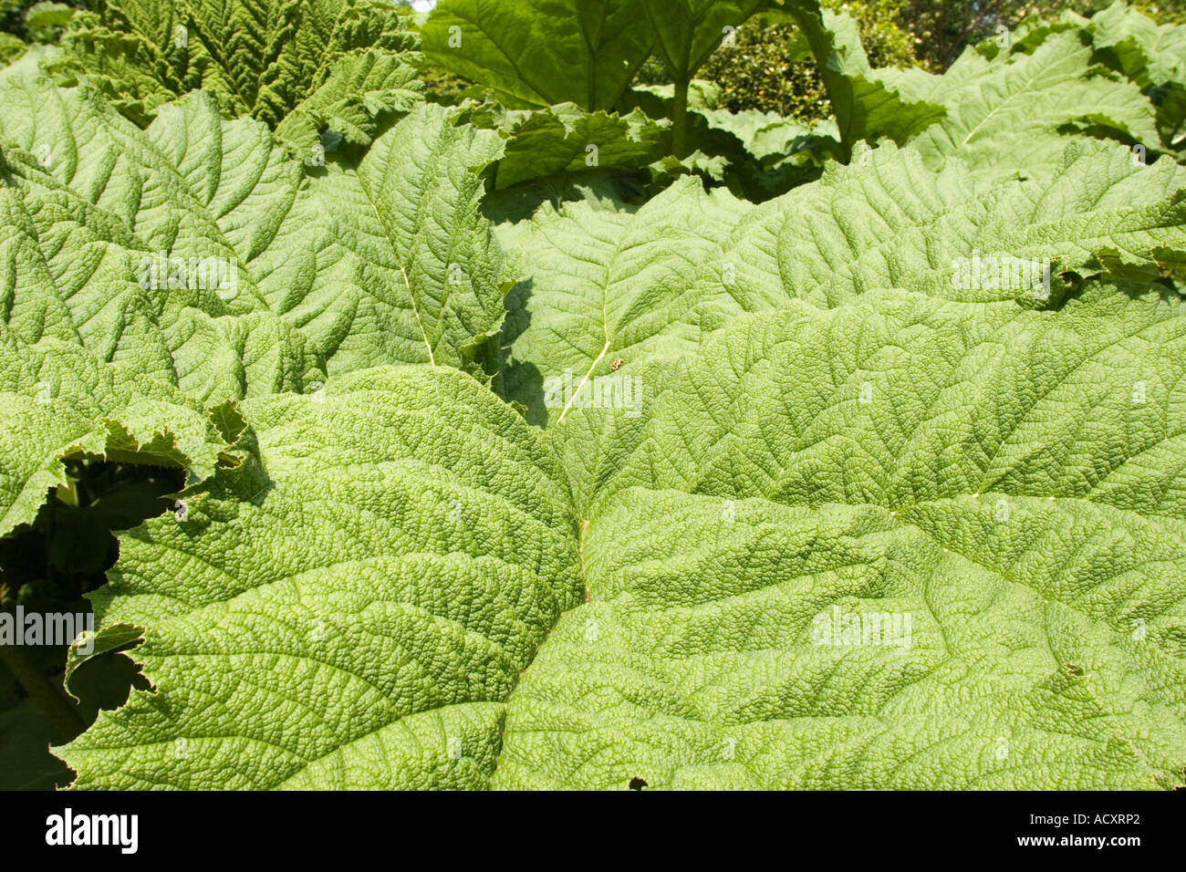 Big green leaves texture Stock Photo - Alamy