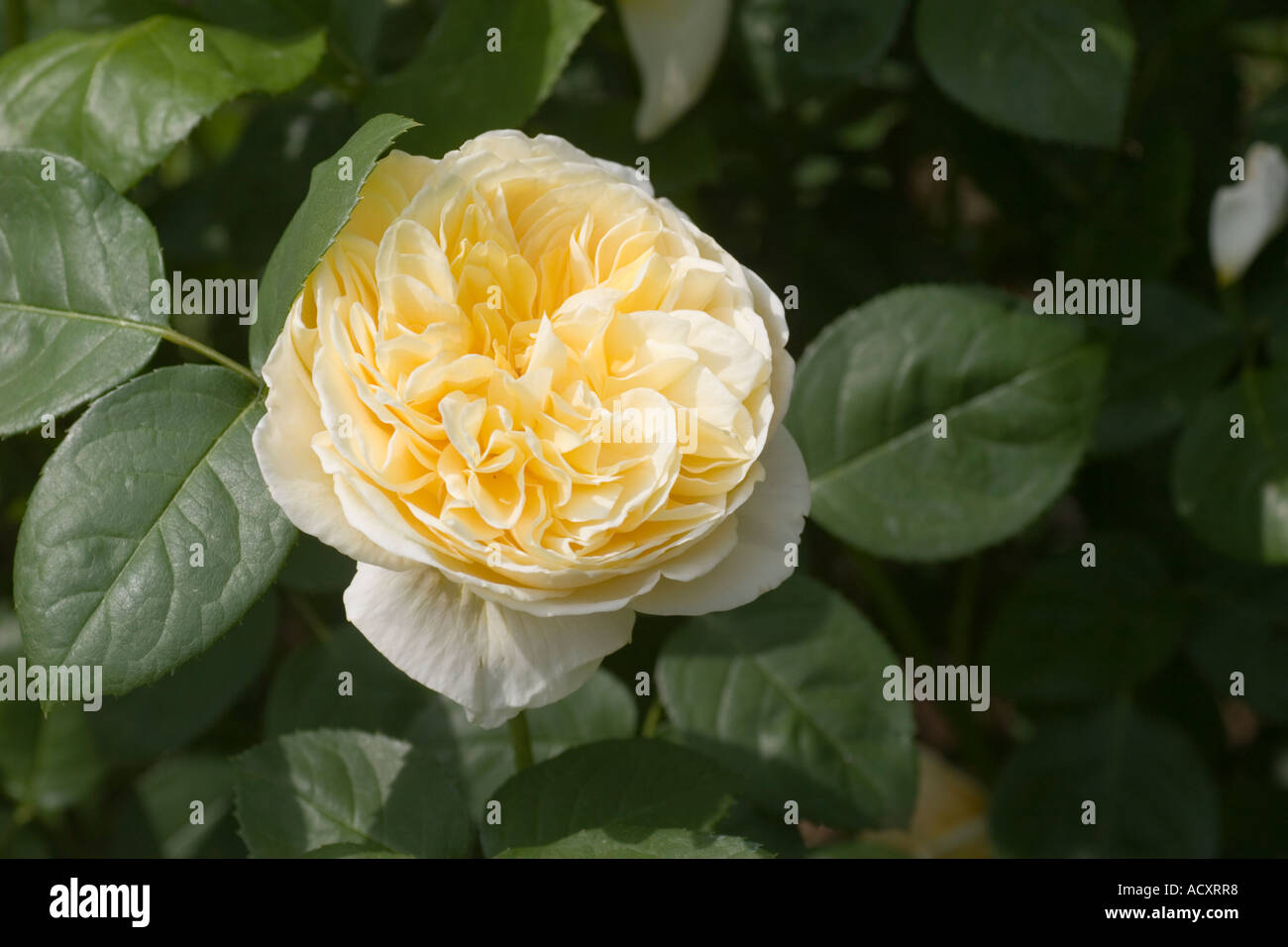 Rosa Charlotte 'Auspoly' single flower bloom Stock Photo - Alamy