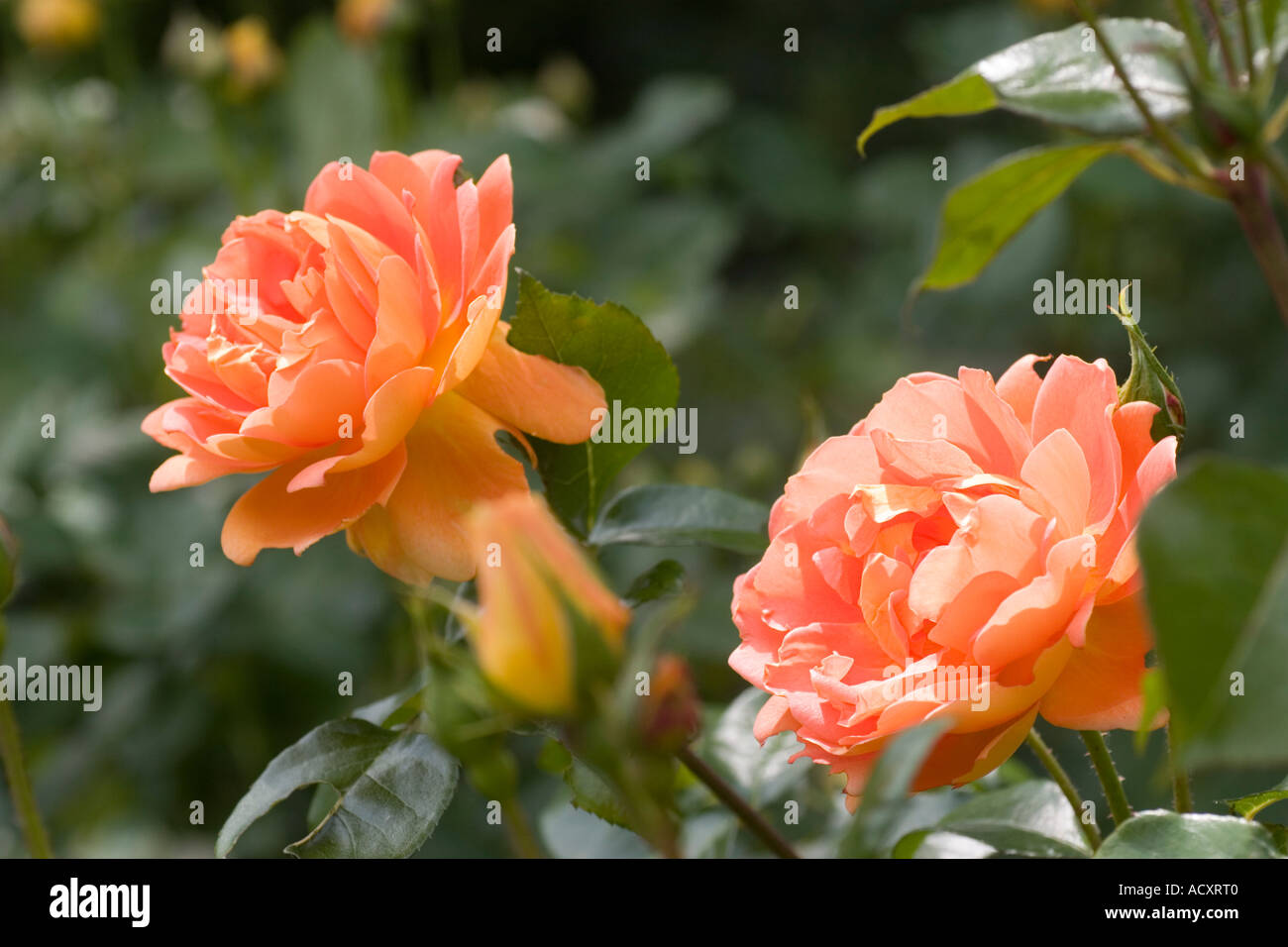 Rosa pat austin ausmum hi-res stock photography and images - Alamy