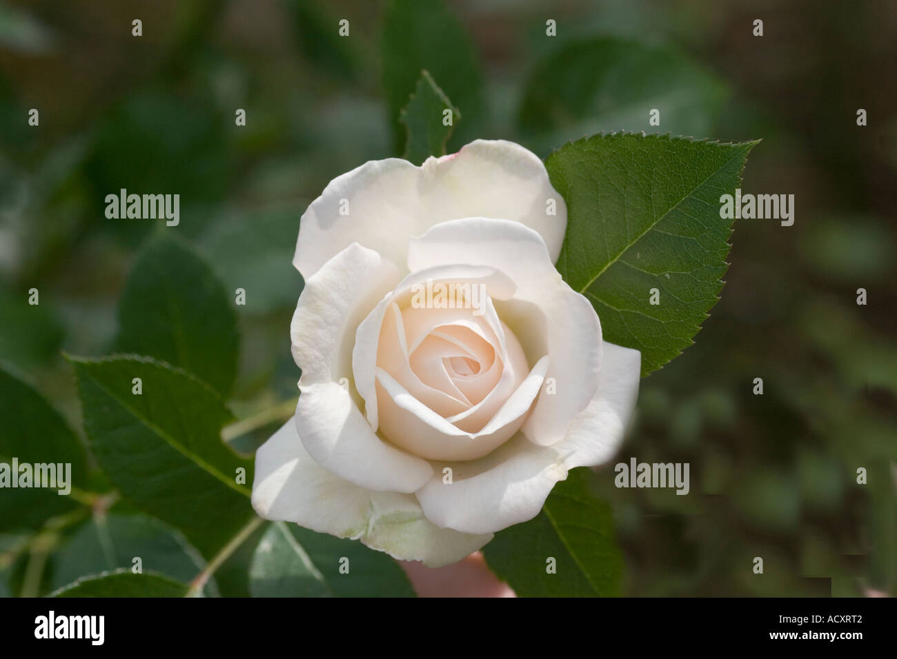 Susan rose hi-res stock photography and images - Alamy
