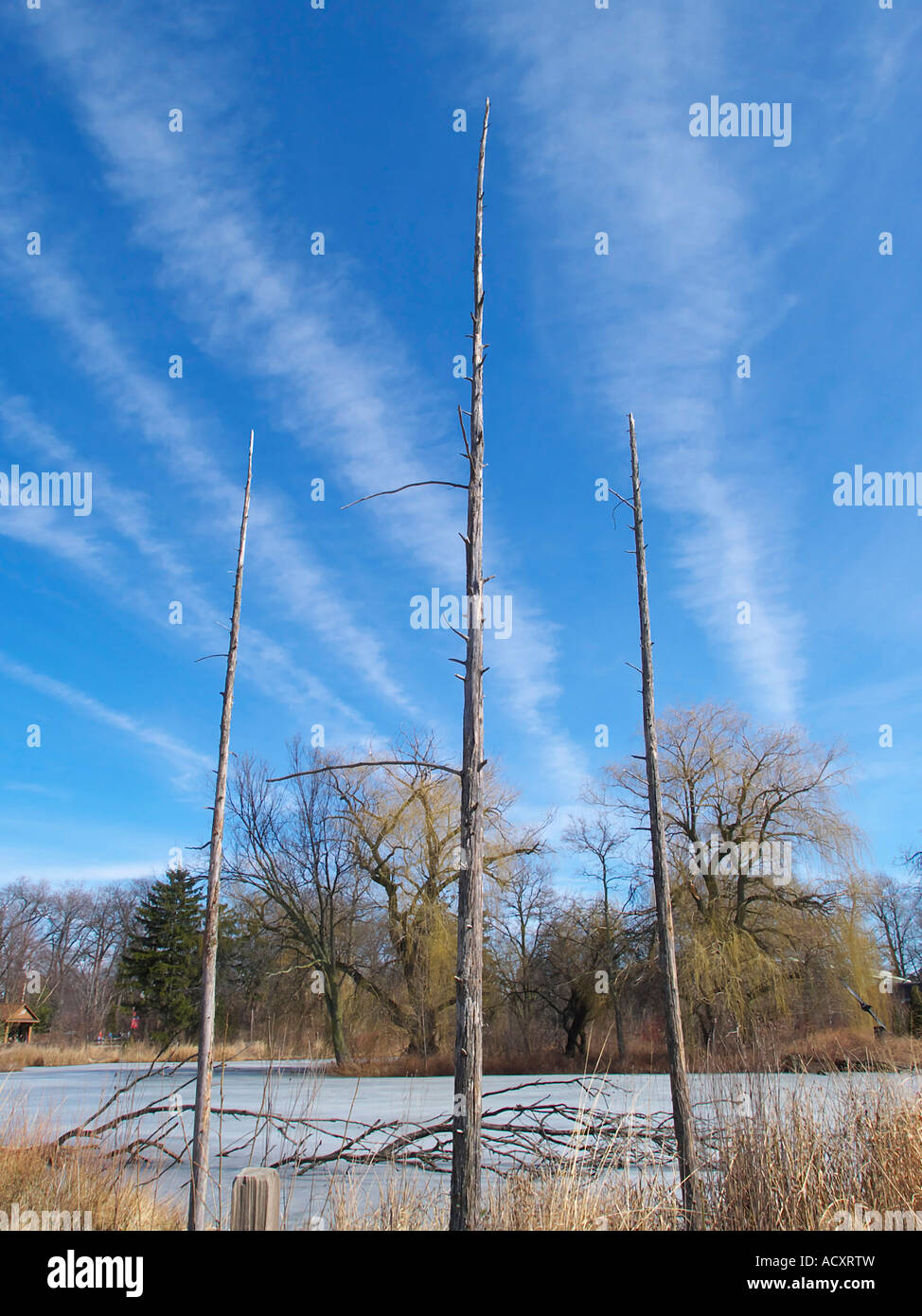 Barren tree against a blue sky hi-res stock photography and images - Alamy