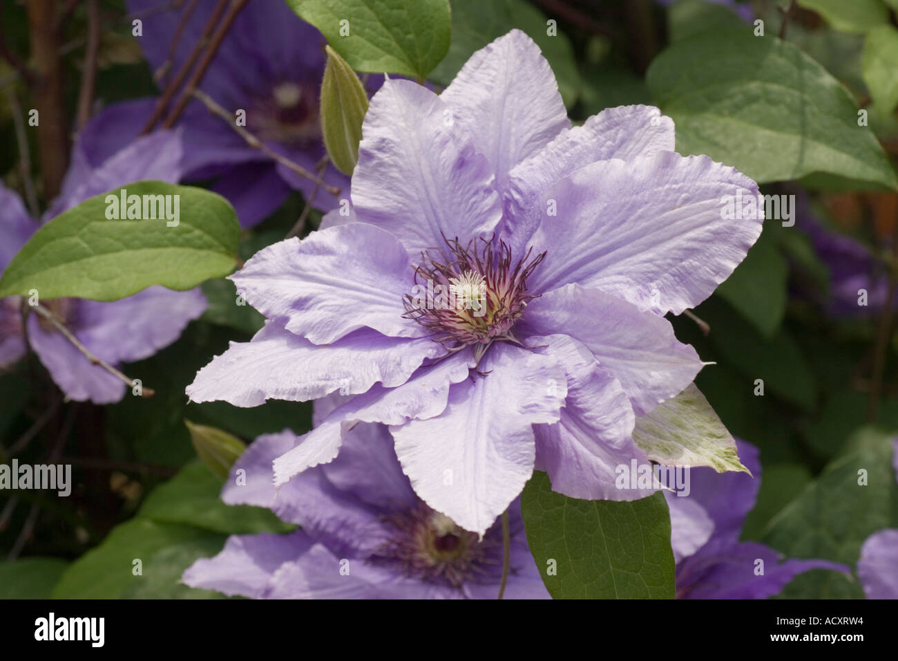 Clematis Parisienne High Resolution Stock Photography and Images - Alamy