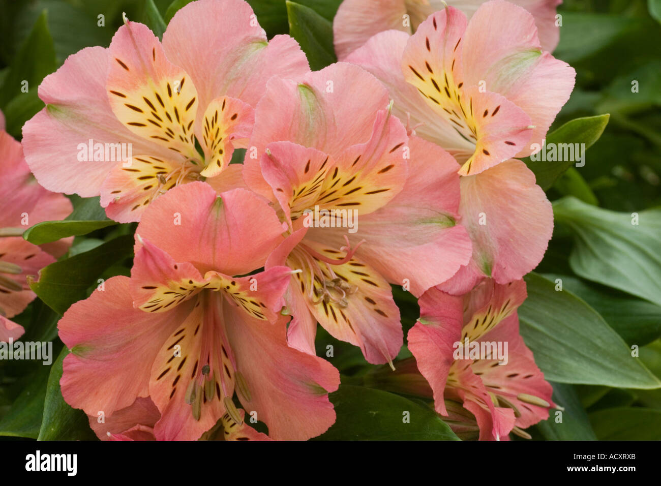 Alstroemeria zavina hi-res stock photography and images - Alamy