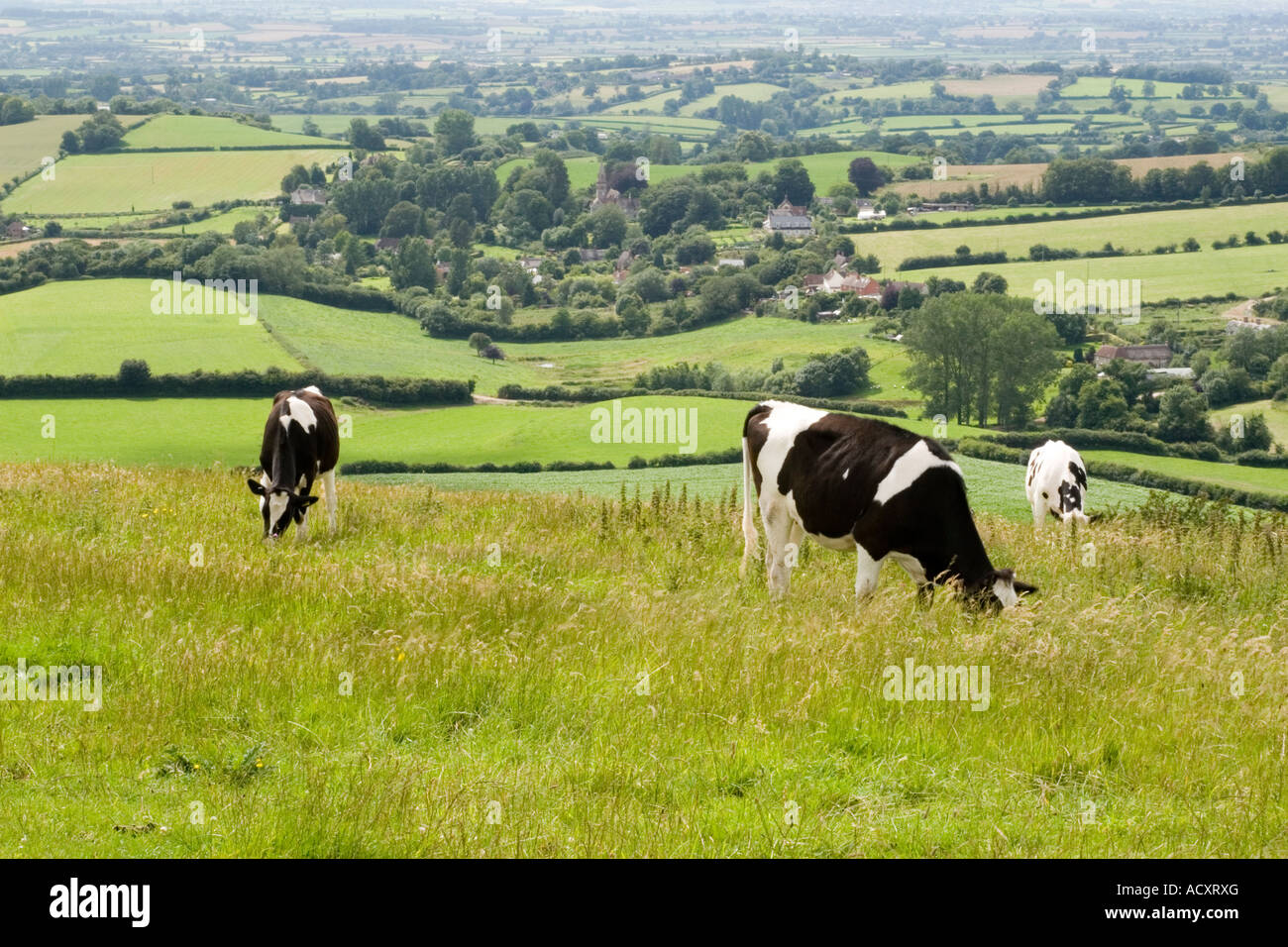 Cattle grazing on Fontmell Down in Dorset part of the with views across ...