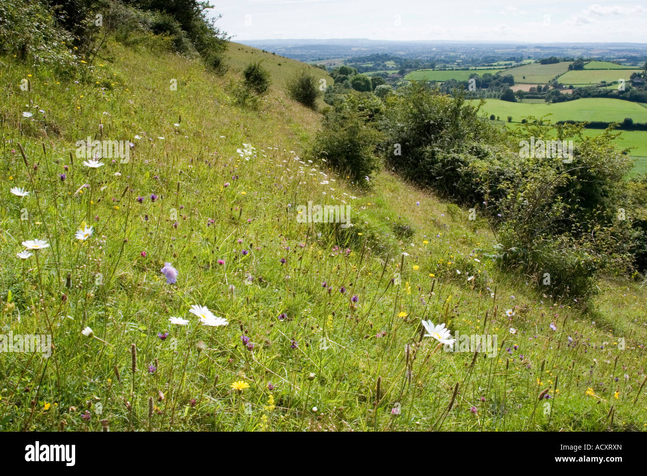 Wild flowers on the slopes of Fontmell Down in Dorset overlooking ...