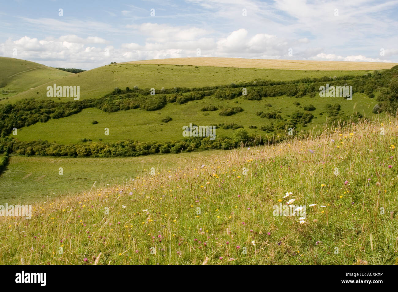 Wild flowers on the slopes of Fontmell Down in Dorset part of Cranborne ...
