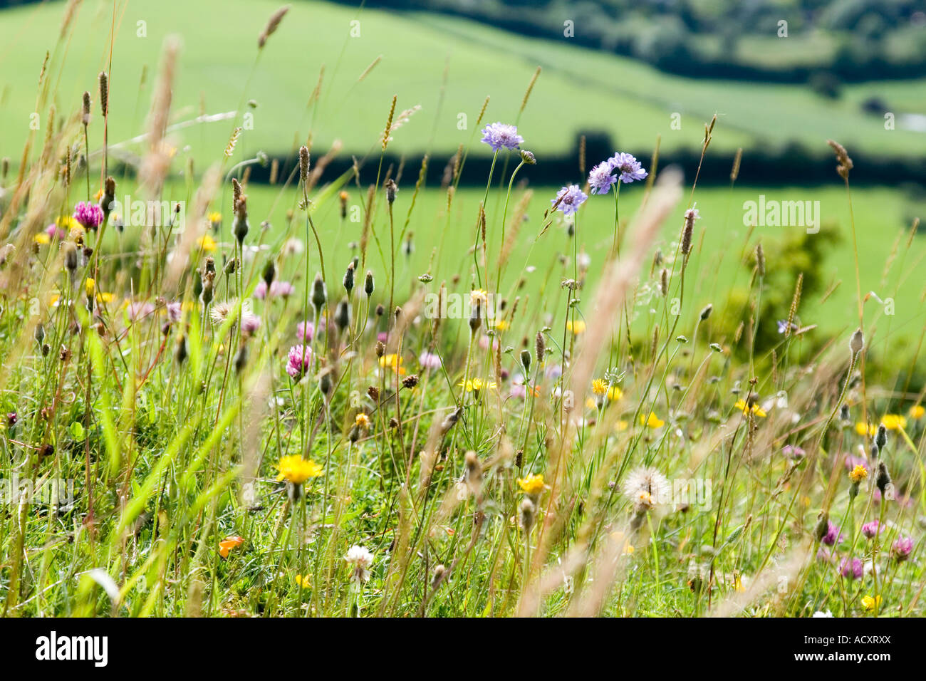 Wild flowers on the slopes of Fontmell Down in Dorset part of the ...