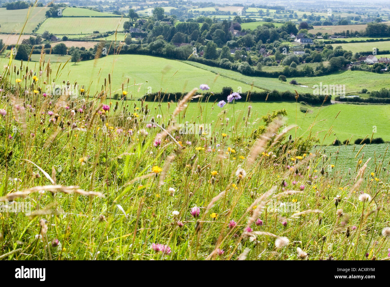 Wild flowers on the slopes of Fontmell Down in Dorset overlooking ...