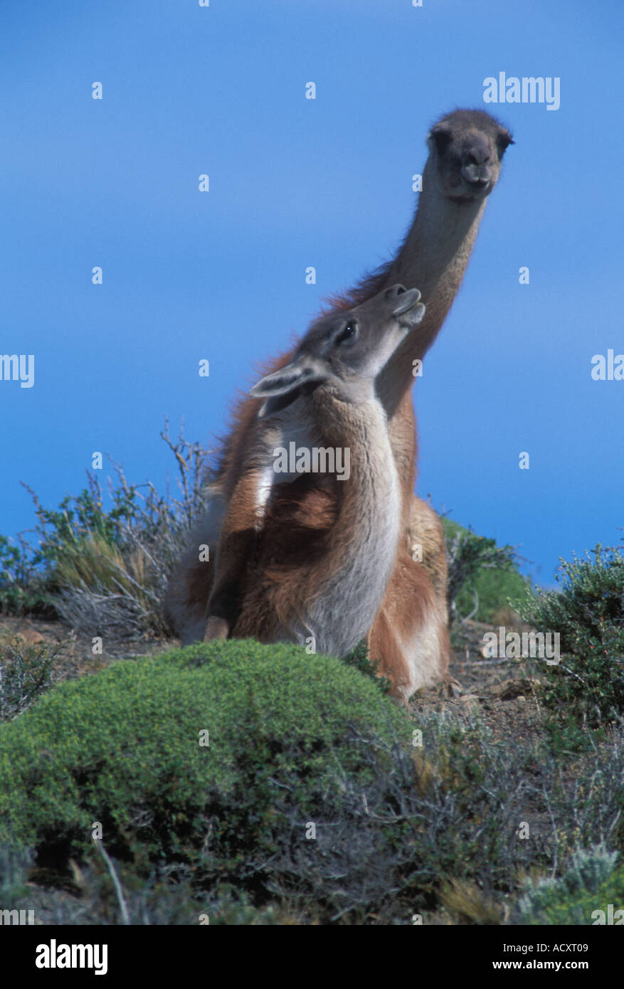 Male guanacos hi-res stock photography and images - Alamy