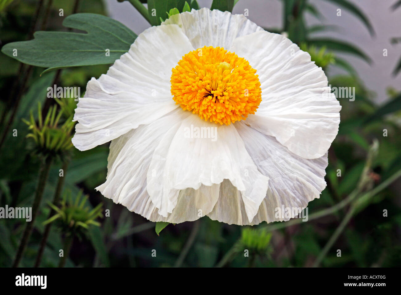 Romneya coulteri Tree poppy Stock Photo - Alamy