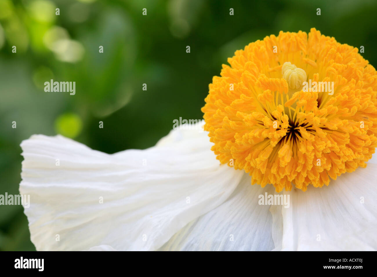 Romneya coulteri Tree poppy Stock Photo - Alamy