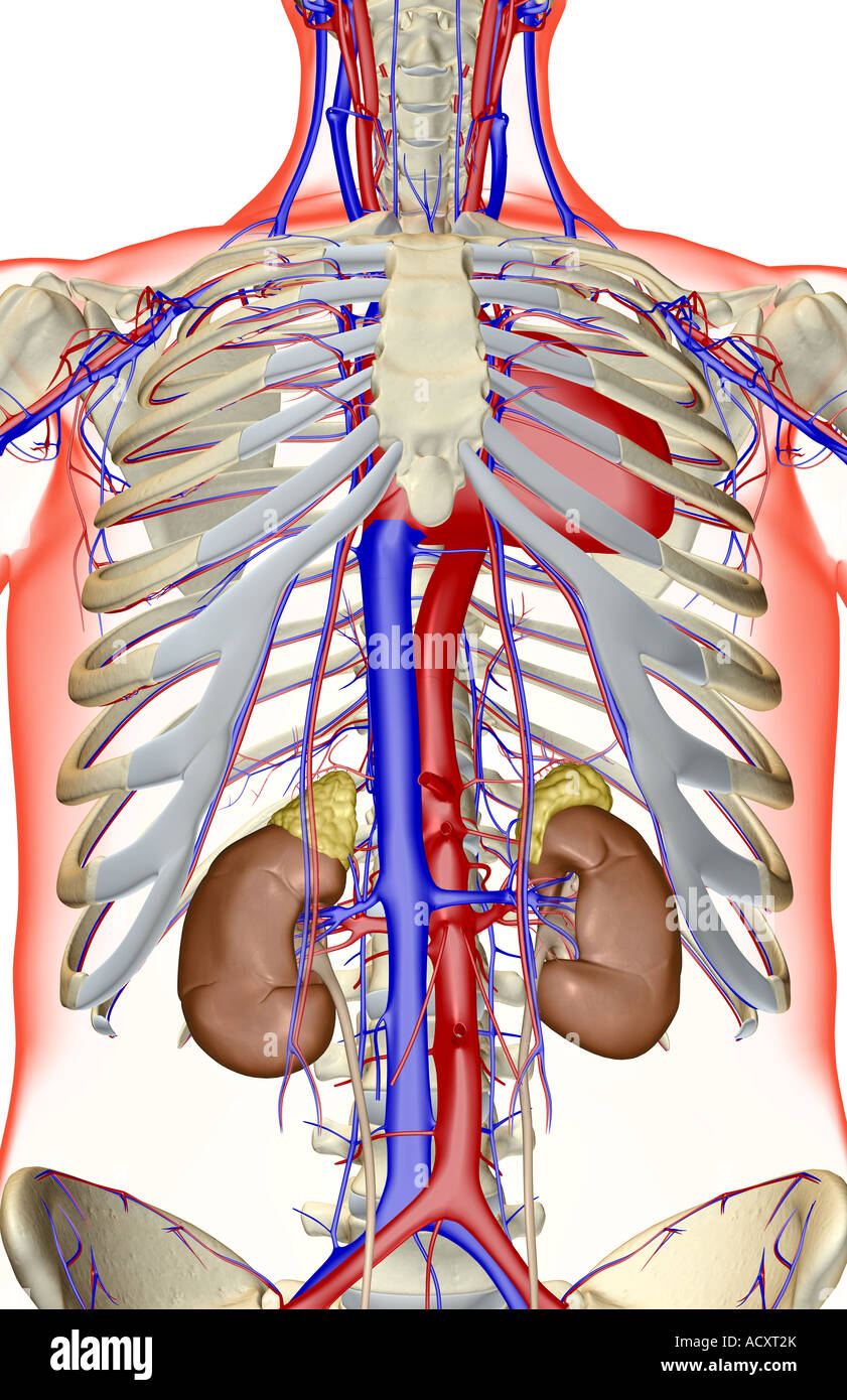 Thoracic Cage High Resolution Stock Photography and Images - Alamy