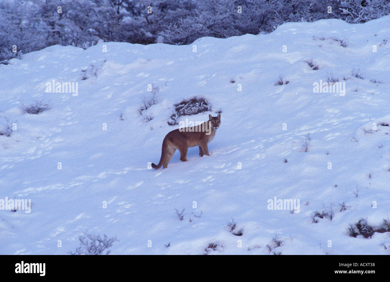 Puma snow torres del paine hi-res stock photography and images - Alamy