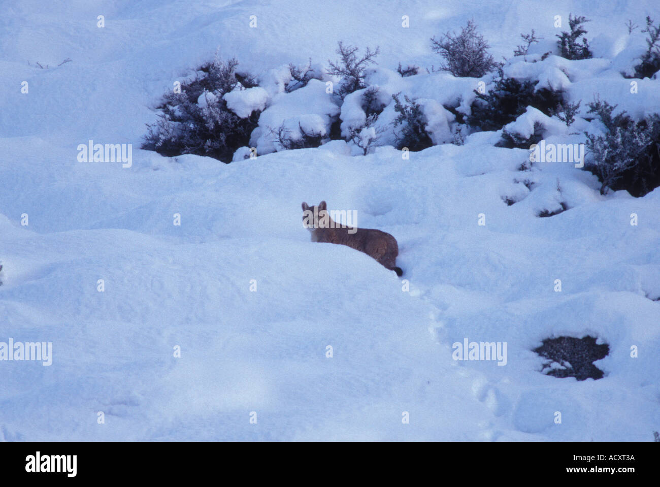 Puma snow torres del paine hi-res stock photography and images - Alamy