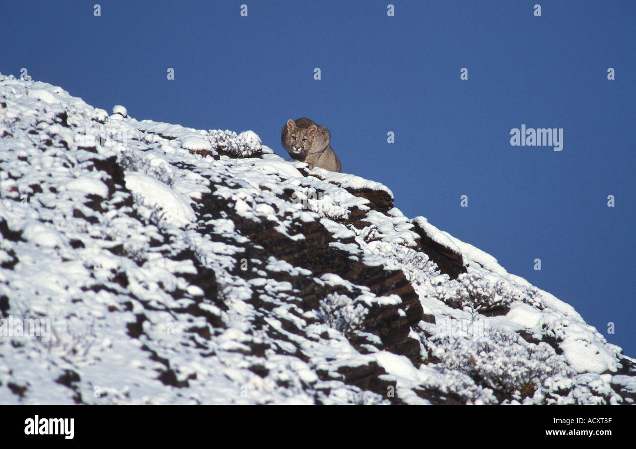 Wild puma hi-res stock photography and images - Alamy