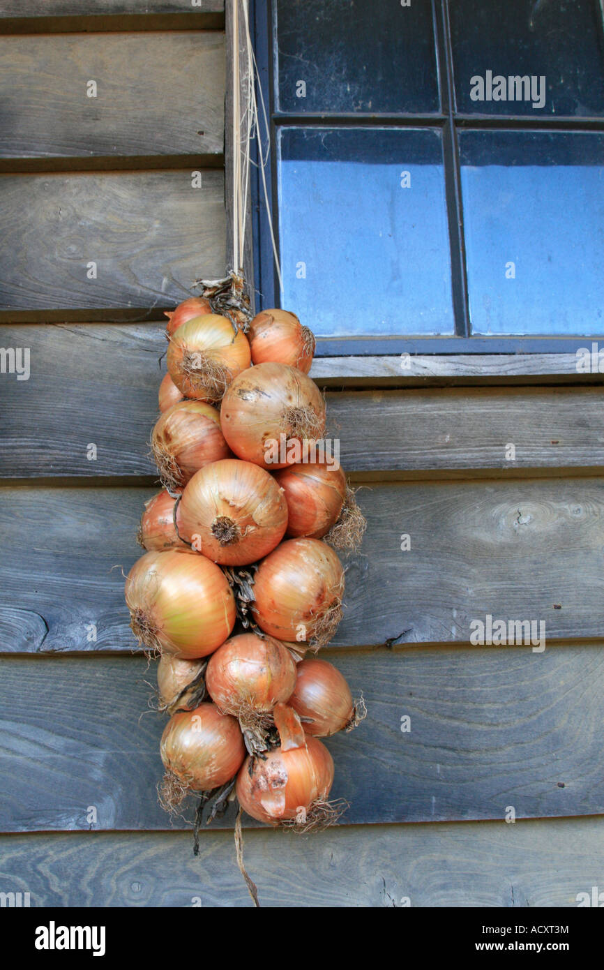 A string of onions drying in the shade Stock Photo - Alamy