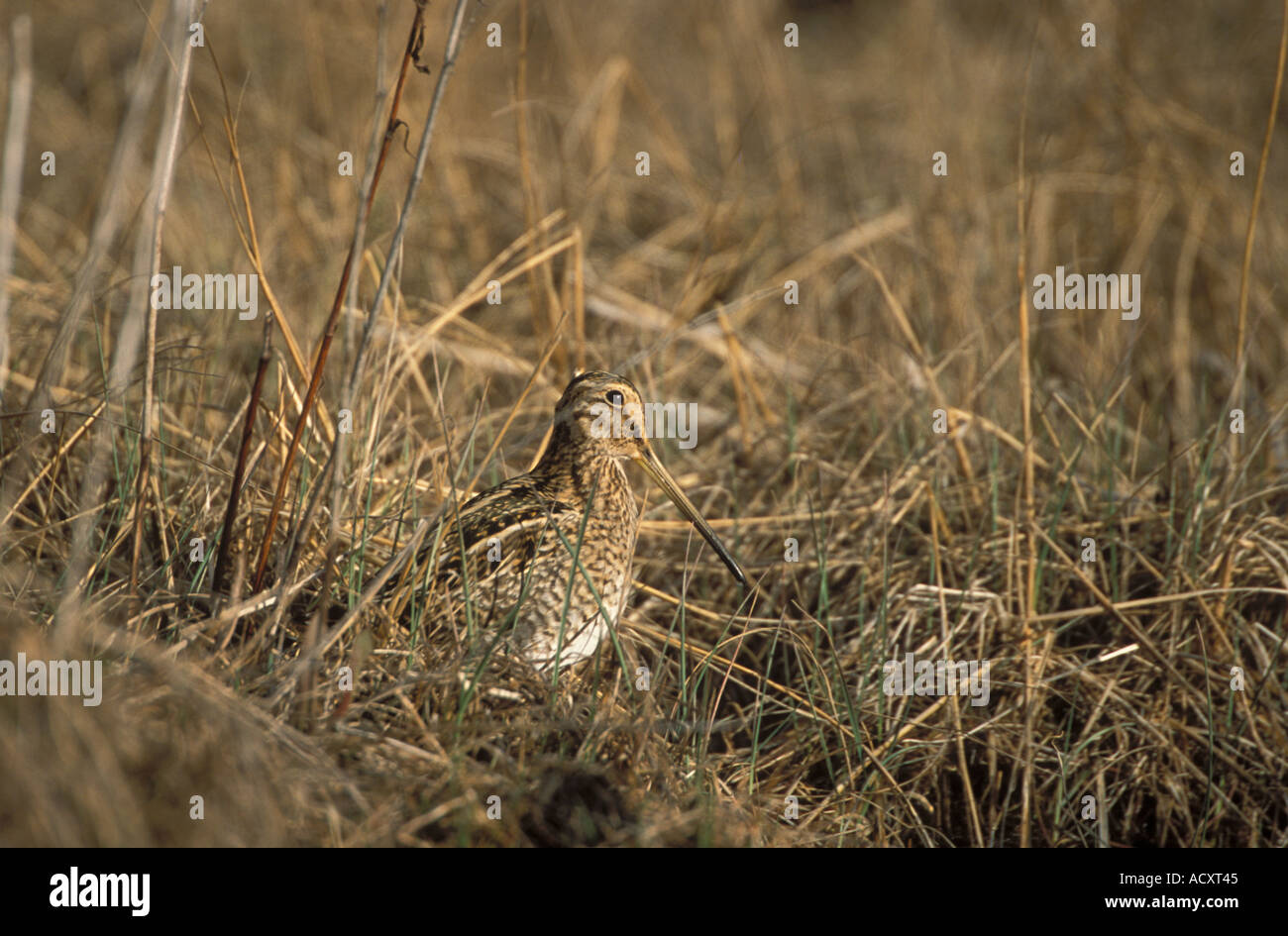The american snipe hi-res stock photography and images - Alamy