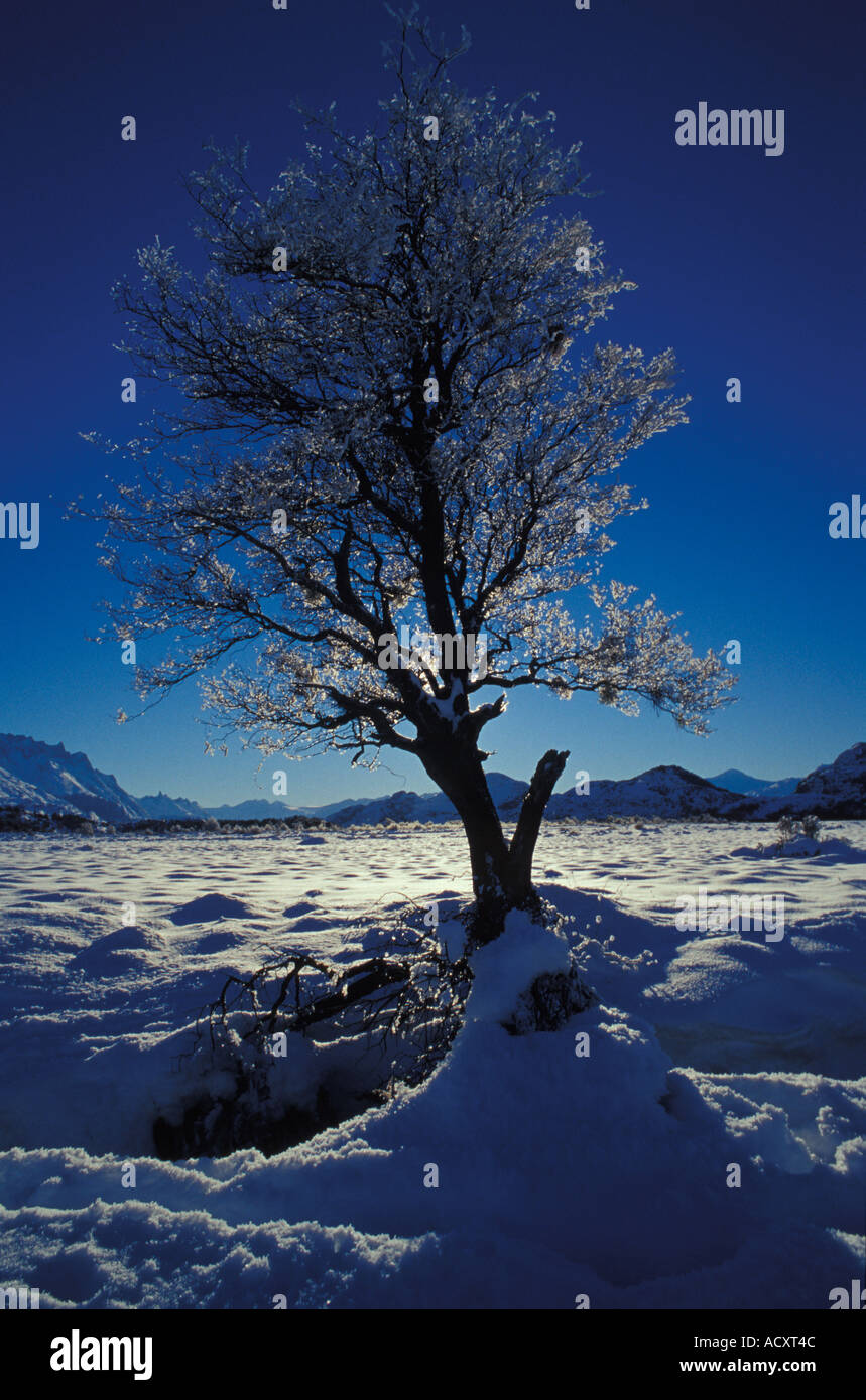 Southern Beech tree in winter landscape Patagonia Stock Photo - Alamy