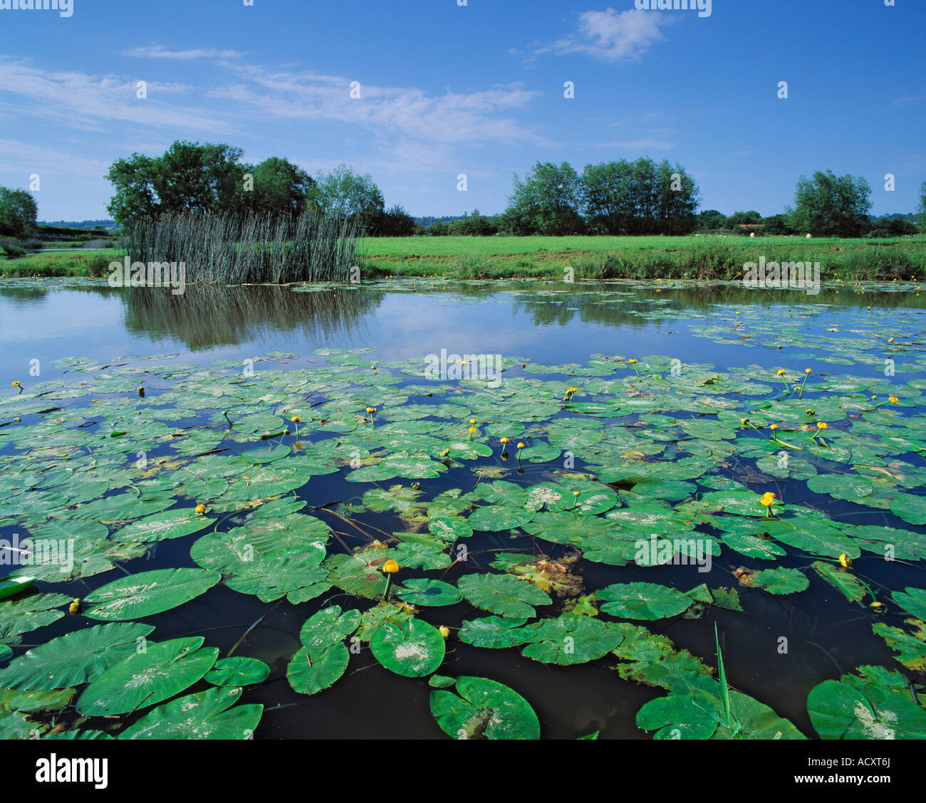 GB KENT LOW WEALD RIVER BEULT Stock Photo - Alamy