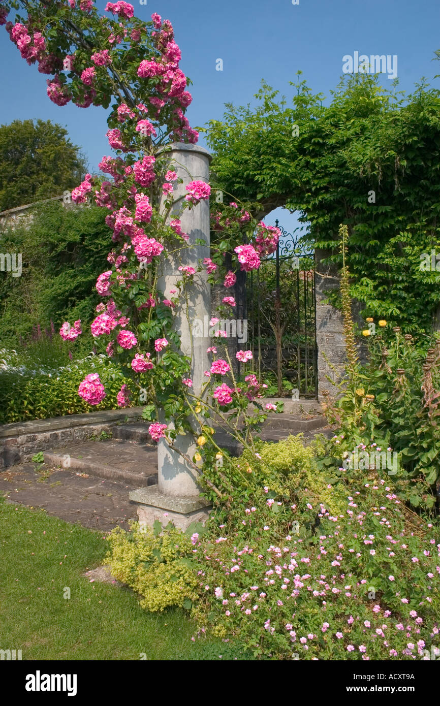 Column Plant Climbing High Resolution Stock Photography and Images - Alamy