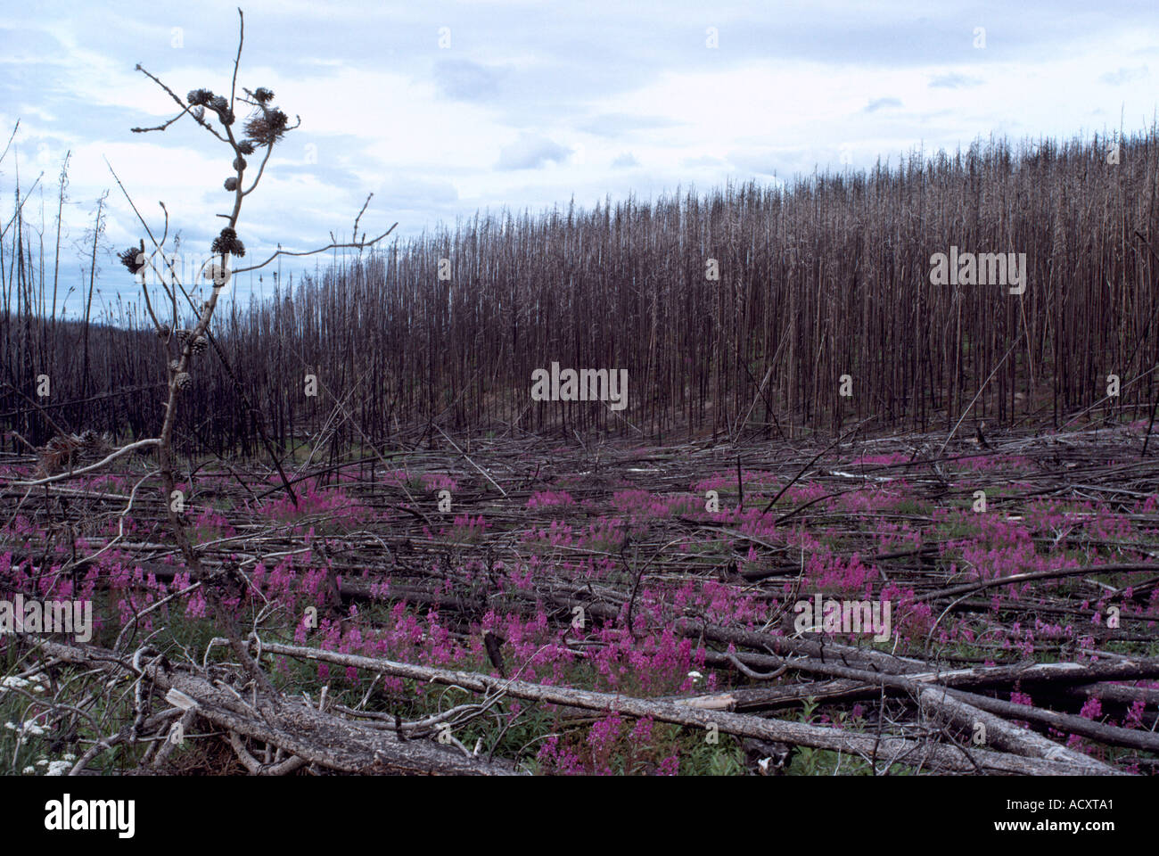 Fireweed (Epilobium angustifolium) in Bloom after a Forest Fire in British Columbia Canada Stock ...