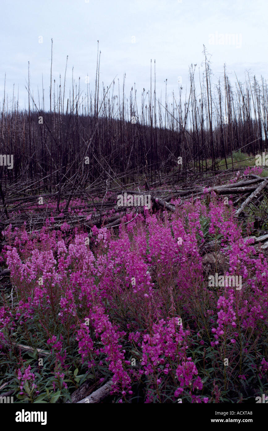 Fireweed (Epilobium angustifolium) in Bloom after a Forest Fire in British Columbia Canada Stock ...