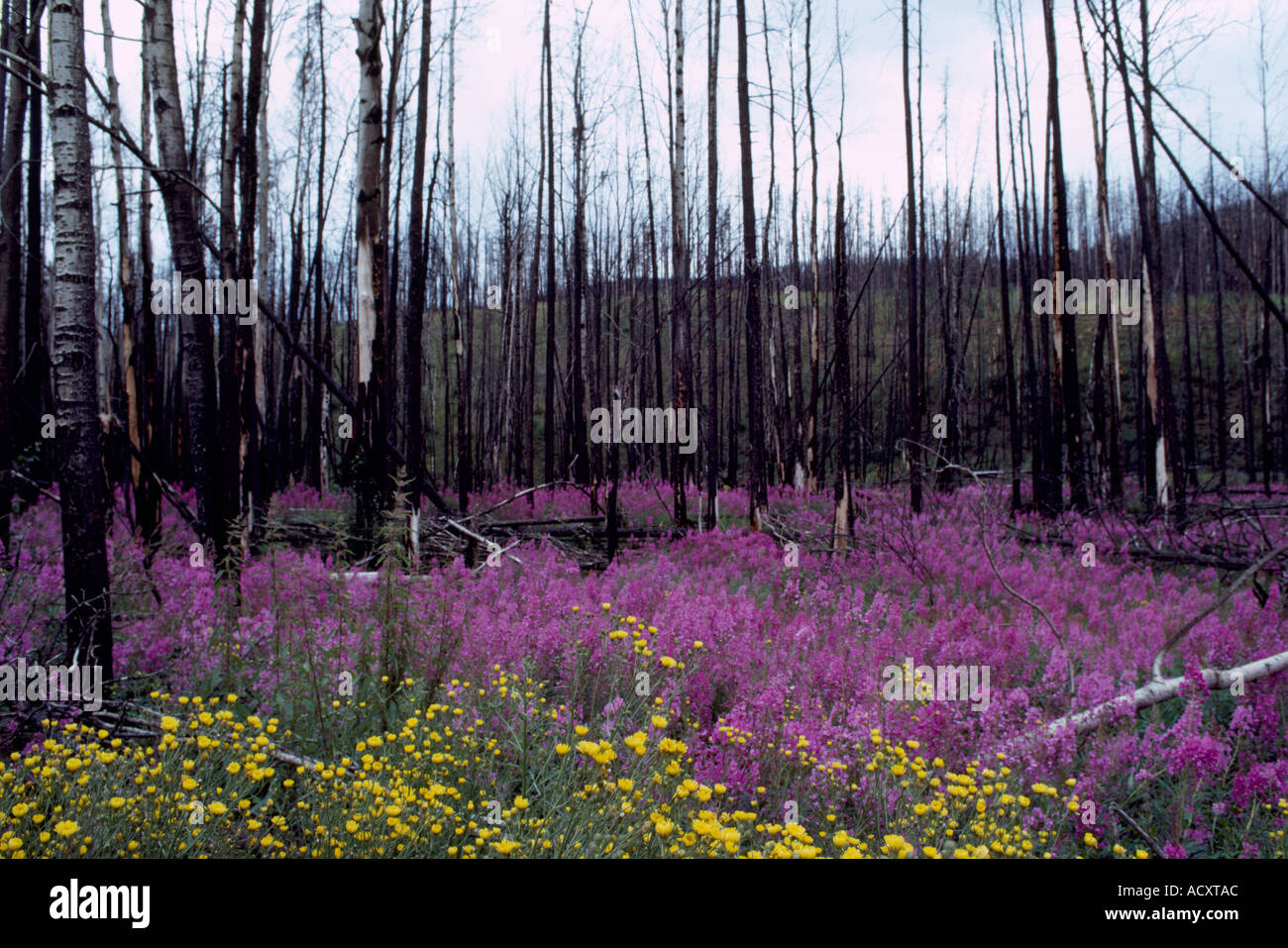 Fireweed(Epilobium angustifolium) in Bloom after a Forest Fire in British Columbia Canada Stock ...