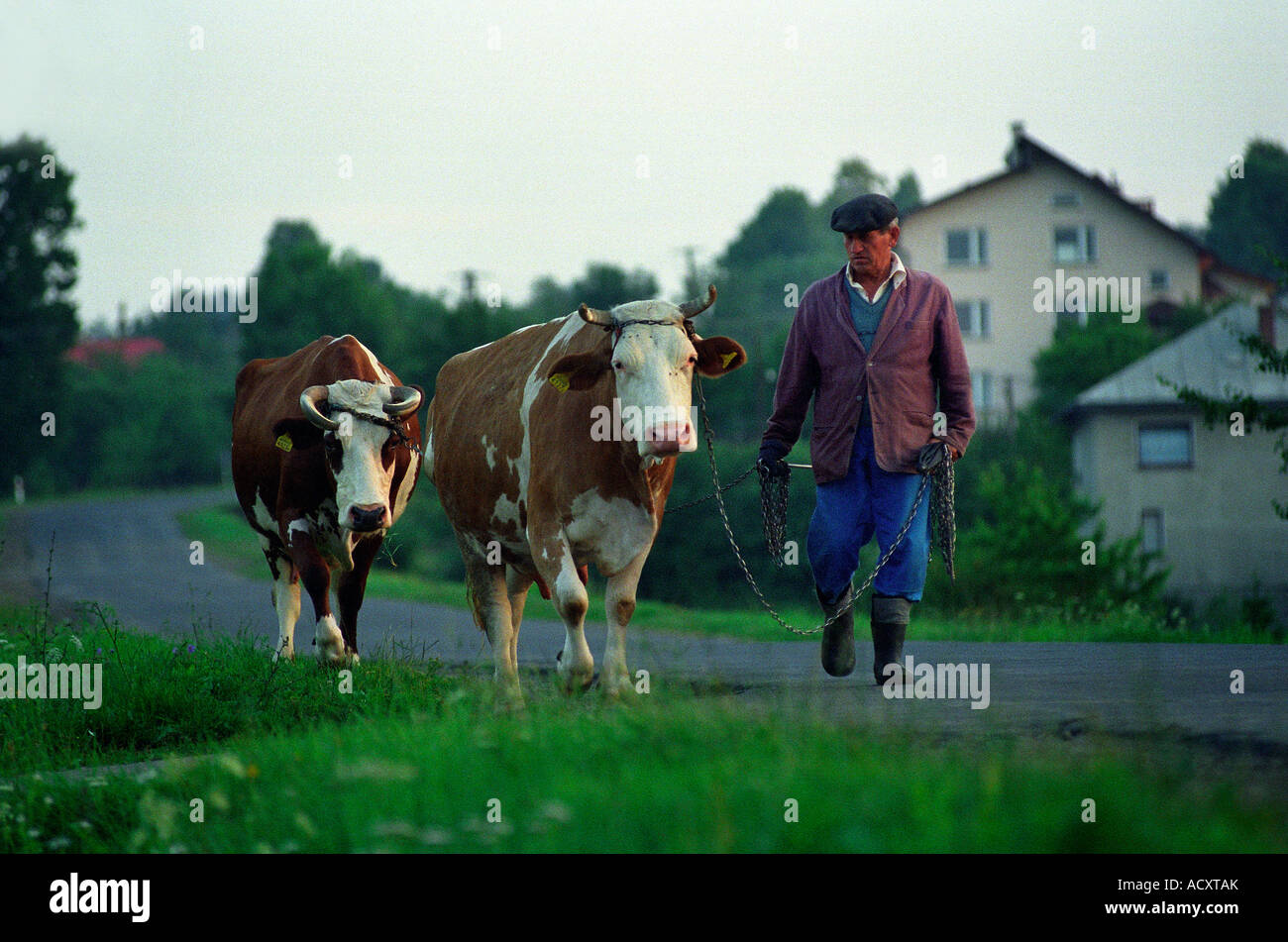 Droving hi-res stock photography and images - Alamy