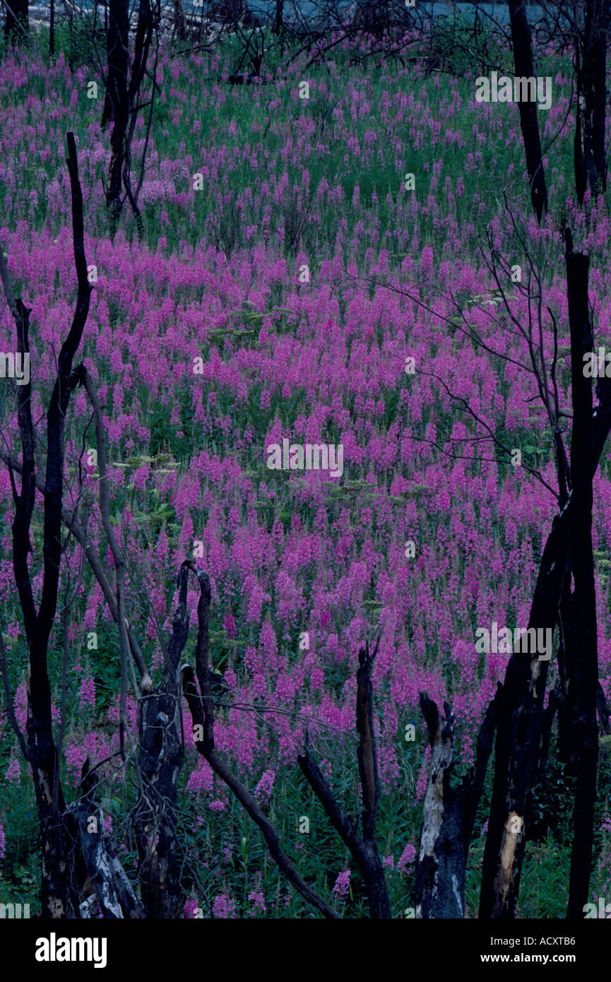 Fireweed (Epilobium angustifolium) in Bloom after a Forest Fire in British Columbia Canada Stock ...