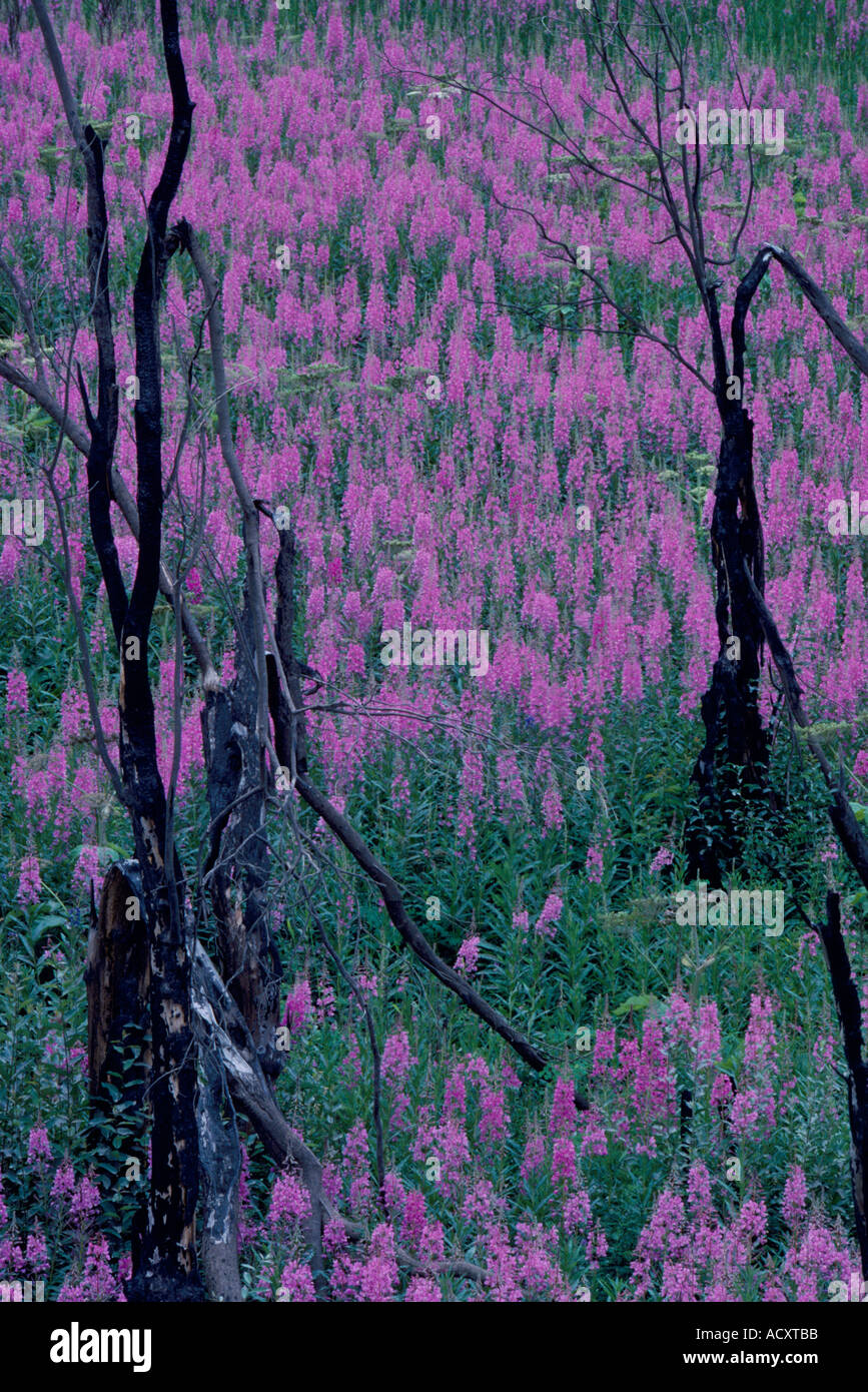 Forest fireweed hi-res stock photography and images - Alamy