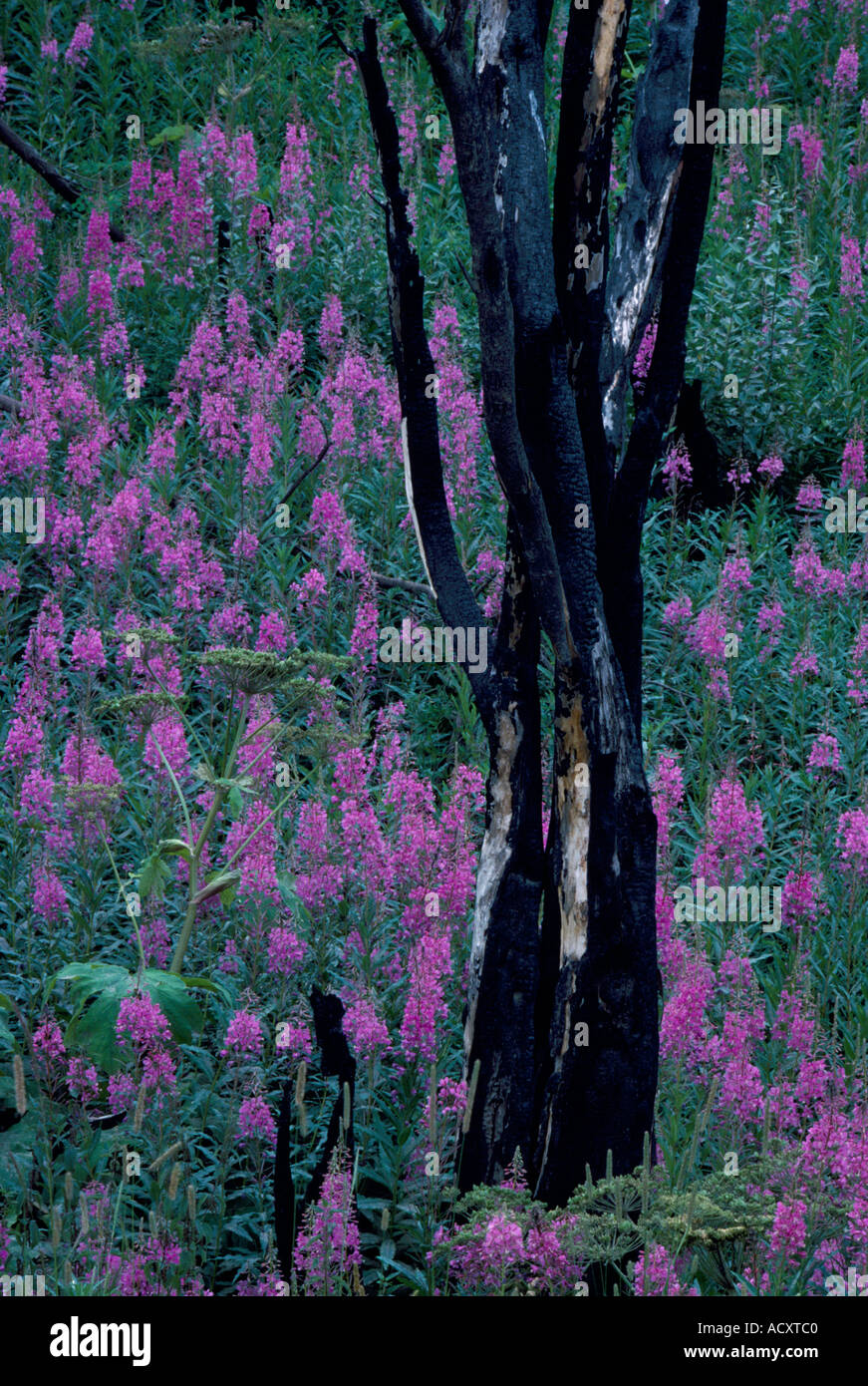 Fireweed (Epilobium angustifolium) in Bloom after a Forest Fire in British Columbia Canada Stock ...