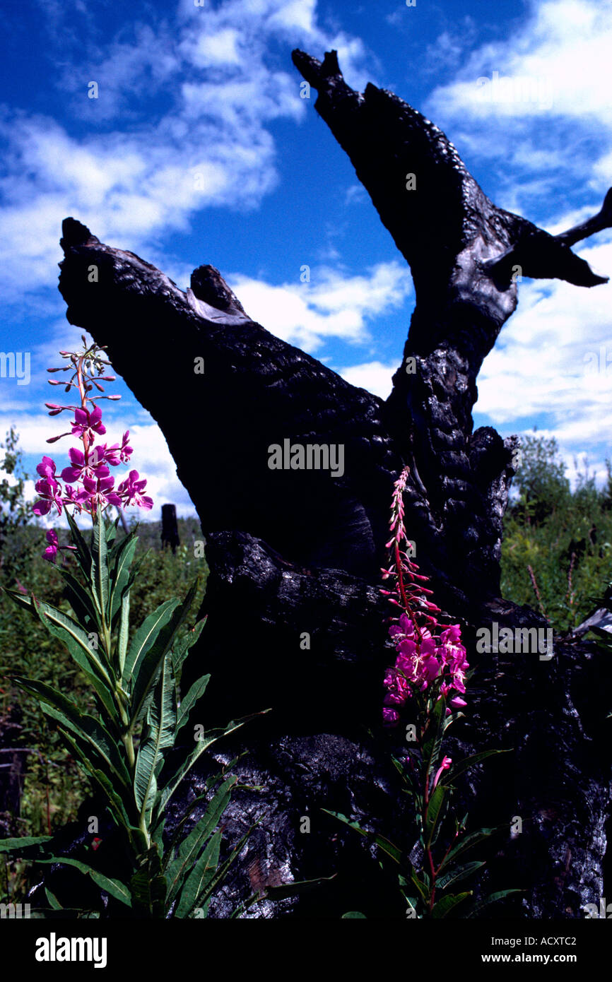 Fireweed (Epilobium angustifolium) in Bloom after a Forest Fire in British Columbia Canada Stock ...