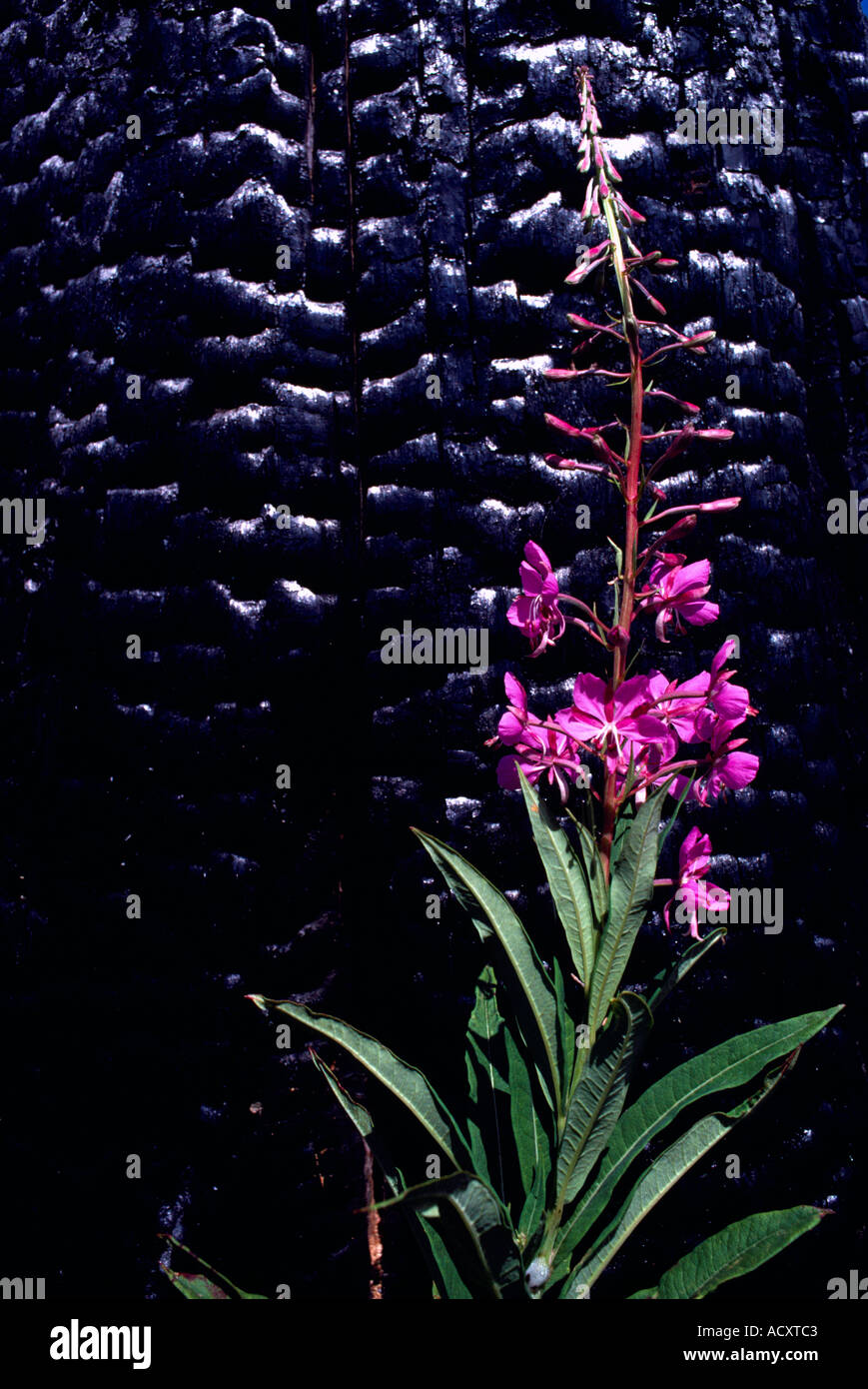 Fireweed (Epilobium angustifolium) in Bloom after a Forest Fire in British Columbia Canada Stock ...