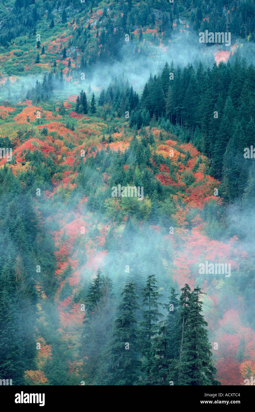 Coniferous and Deciduous Forest in the Fog in Autumn in British ...