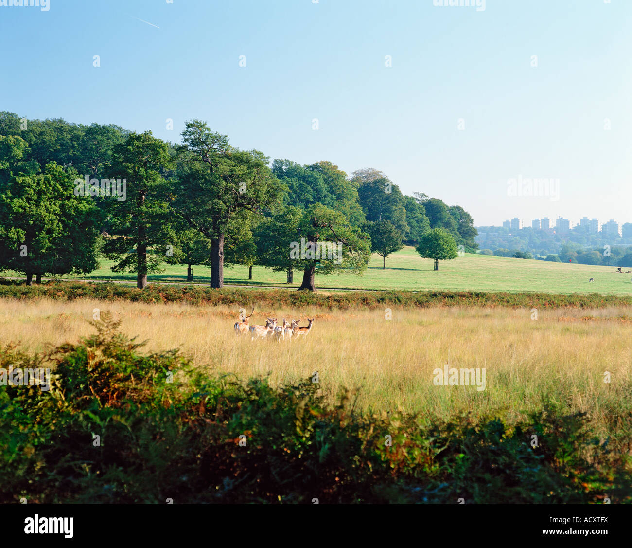 Royal park of london hi-res stock photography and images - Alamy