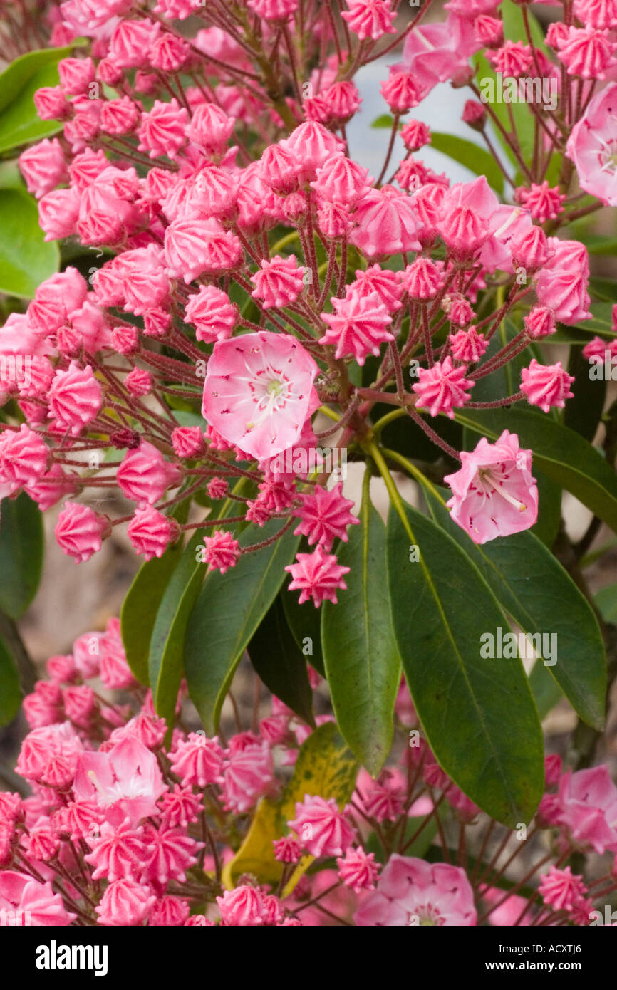 Latiflora hi-res stock photography and images - Alamy